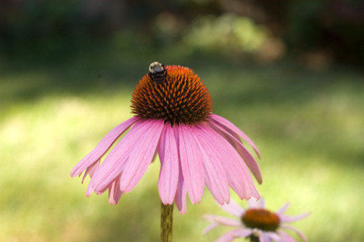 The Beauty of Coneflowers – Afoodieaffair