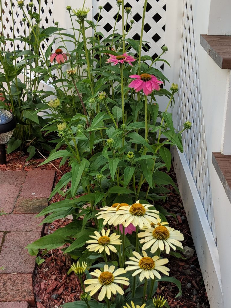 The Beauty of Coneflowers – Afoodieaffair