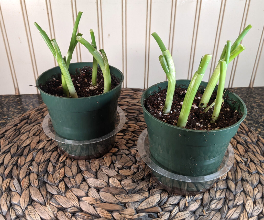 Growing Scallions – Afoodieaffair